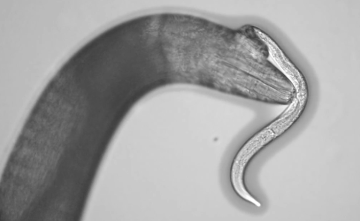 Benefits of Predatory Nematodes in Soil - Rogue Soil