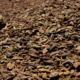 Homepage - Rogue Soil