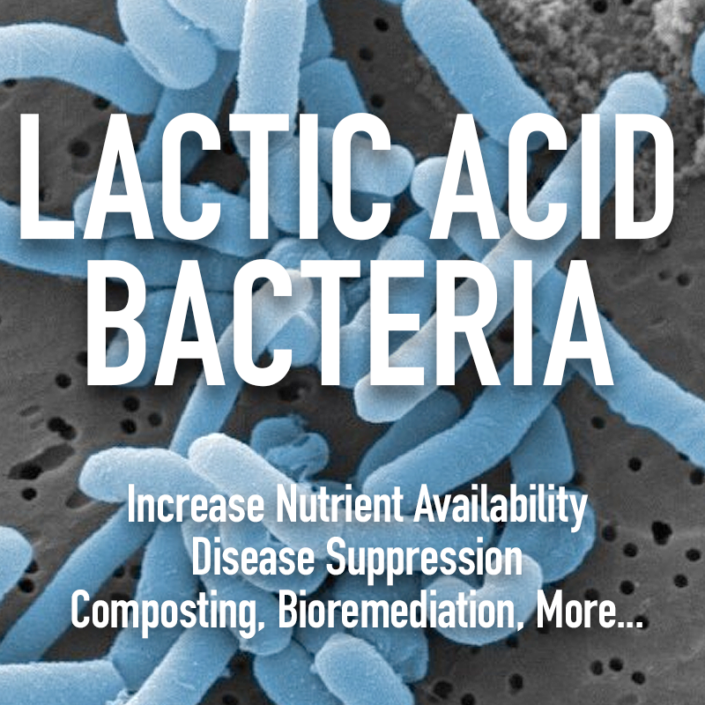 Lactic Acid Bacteria: Garden and Soil Benefits - Rogue Soil